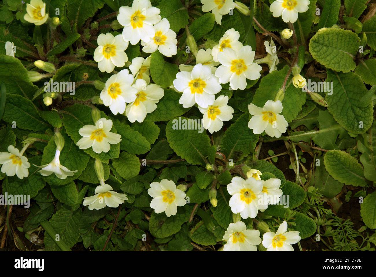 Thrum primrose hi-res stock photography and images - Alamy