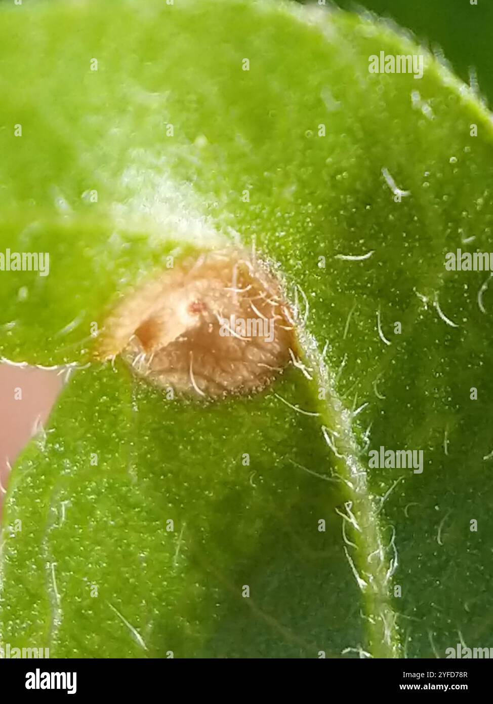 Gall and Rust Mites (Eriophyidae Stock Photo - Alamy