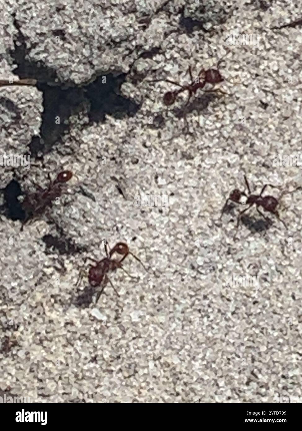 Florida Harvester Ant (Pogonomyrmex badius Stock Photo - Alamy