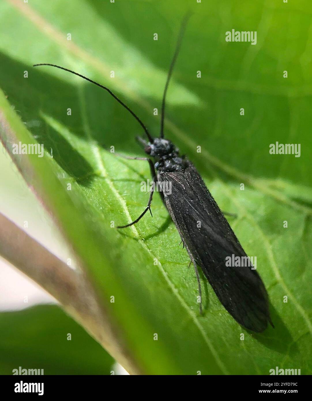 Little Black Caddisflies (Chimarra Stock Photo - Alamy