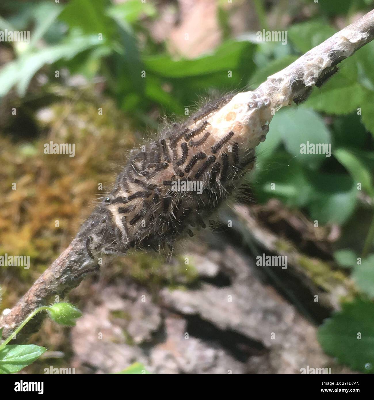 Tussock Moths (Lymantriinae Stock Photo - Alamy