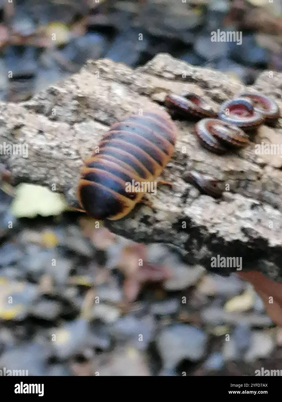 Cape Mountain Cockroach (Aptera fusca Stock Photo - Alamy