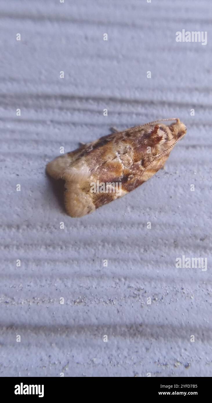 Red-banded Leafroller Moth (Argyrotaenia velutinana Stock Photo - Alamy