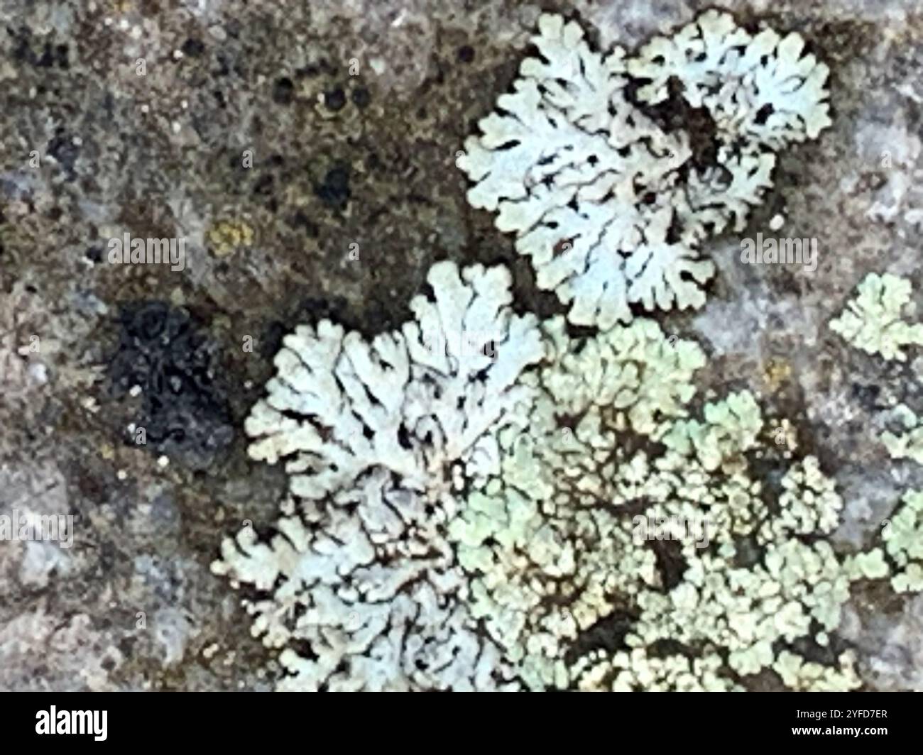 rosette lichens, frost lichens, and allies (Physciaceae Stock Photo - Alamy