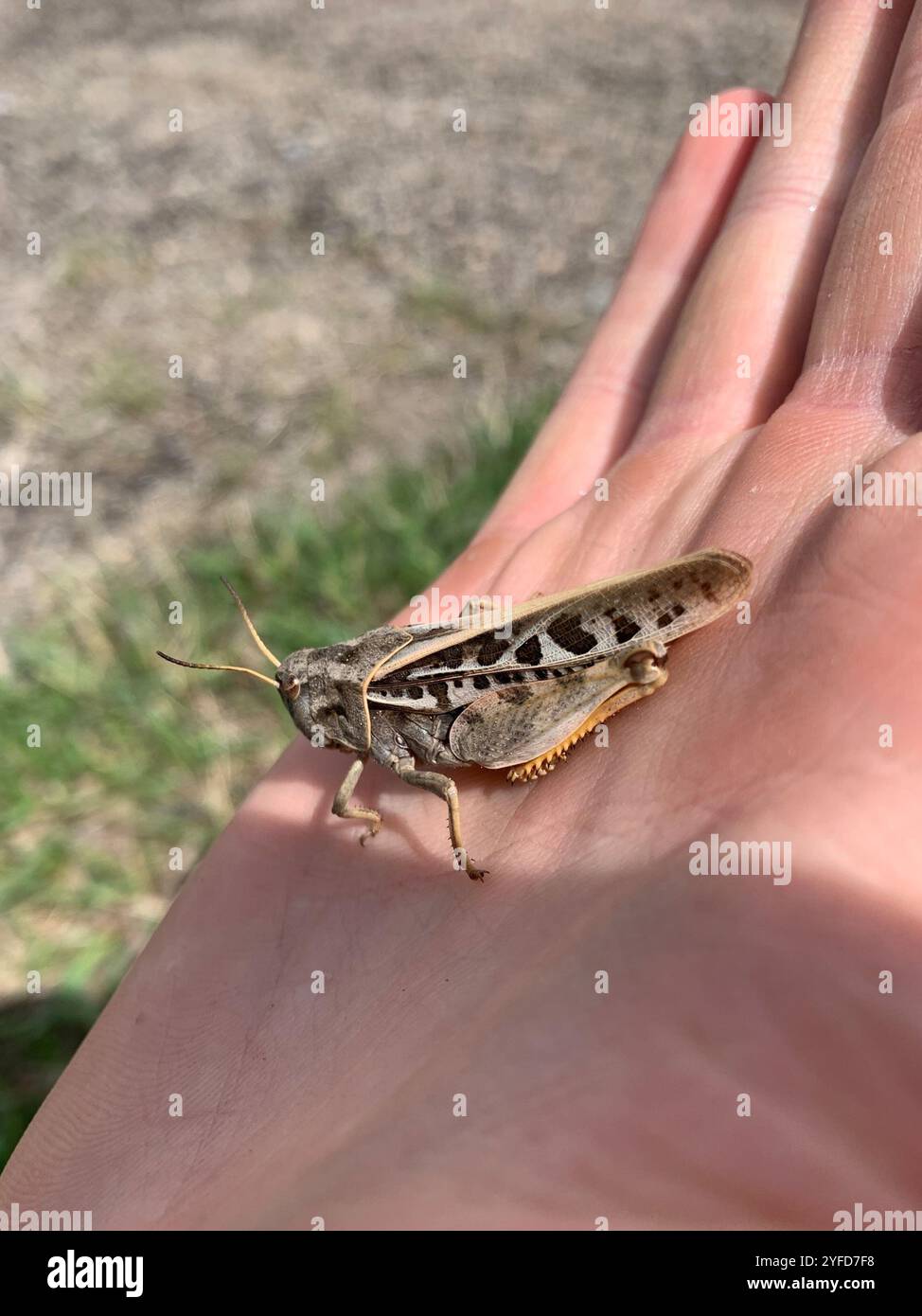 Coral-winged Grasshopper (Pardalophora apiculata Stock Photo - Alamy