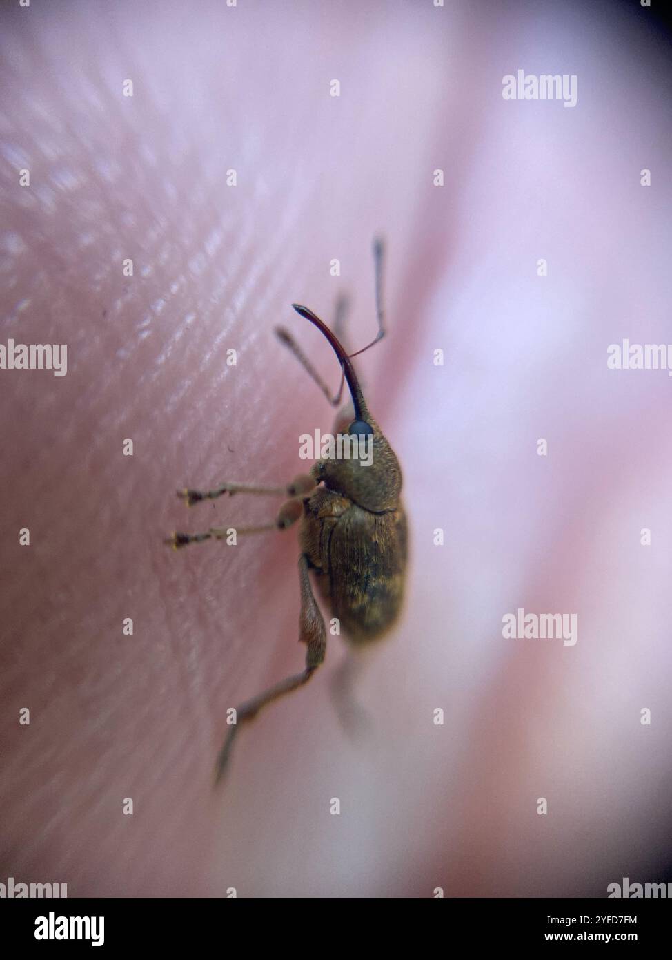 acorn weevil (Curculio glandium Stock Photo - Alamy
