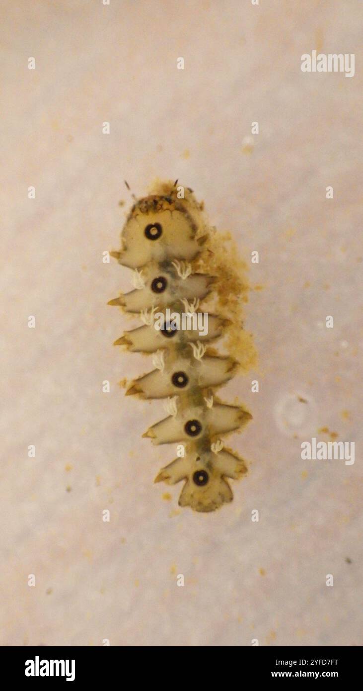 Net-winged Midges (Blephariceridae Stock Photo - Alamy