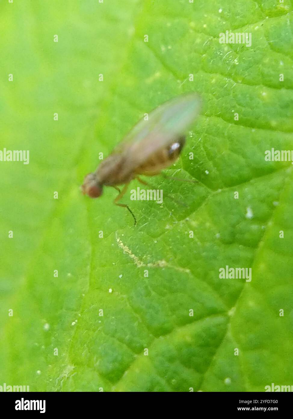 Scaptomyza hi-res stock photography and images - Alamy