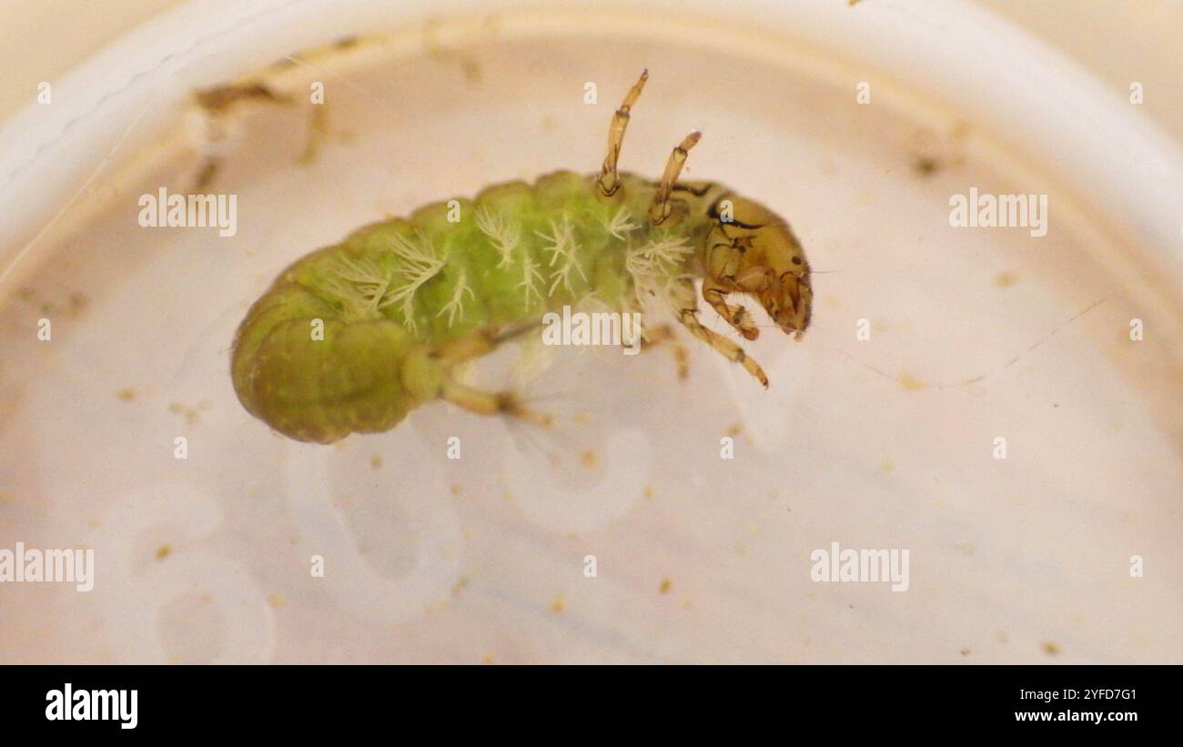 Hydropsyche hi-res stock photography and images - Alamy