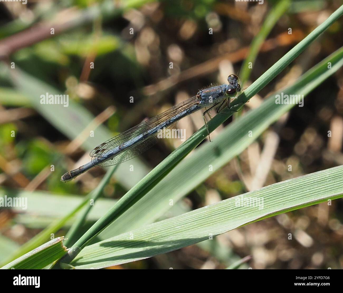Eastern Forktail (Ischnura verticalis Stock Photo - Alamy