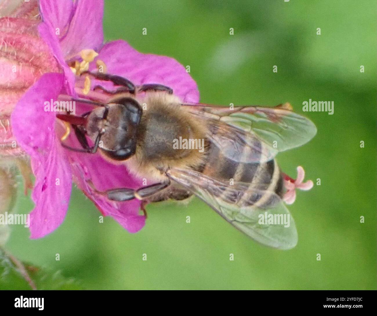 Western Honey Bee (Apis mellifera Stock Photo - Alamy