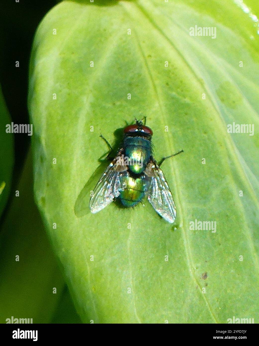 Greenbottle Flies (Lucilia Stock Photo - Alamy