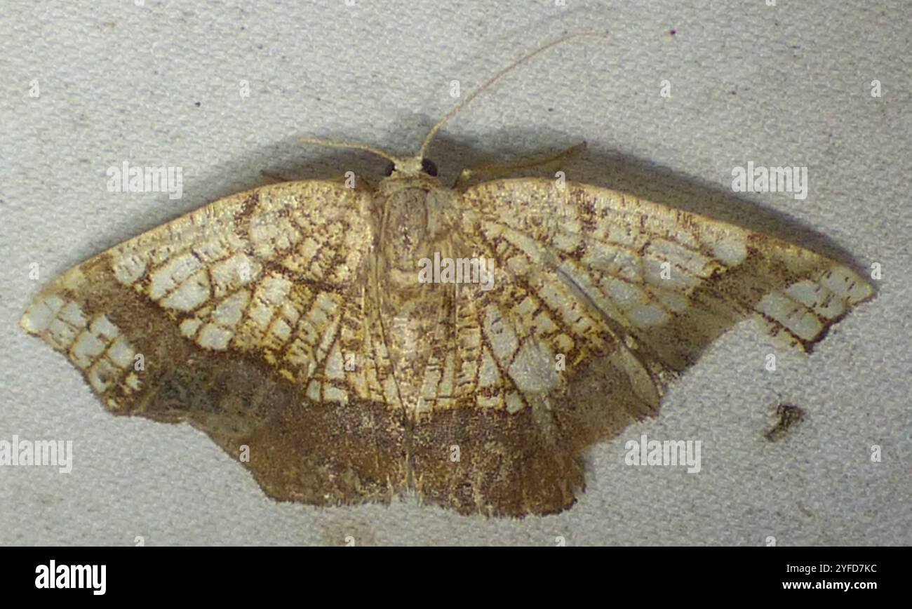 Horned Spanworm Moth (Nematocampa resistaria Stock Photo - Alamy