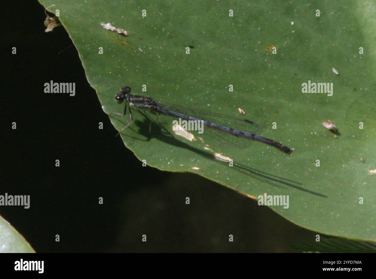 Fragile Forktail (Ischnura posita Stock Photo - Alamy