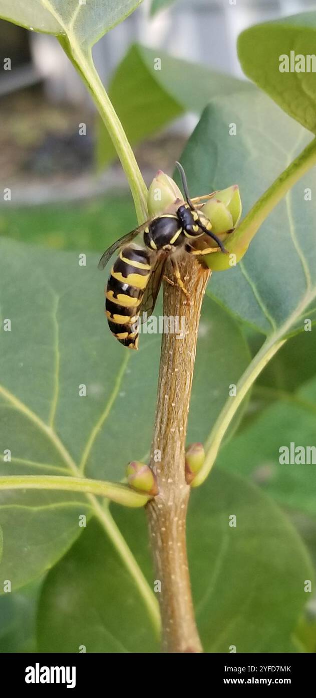 Alaska Yellowjacket (Vespula alascensis Stock Photo - Alamy