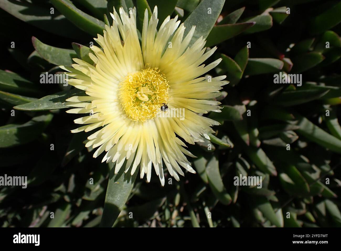 Common Sourfig (Carpobrotus edulis edulis Stock Photo - Alamy
