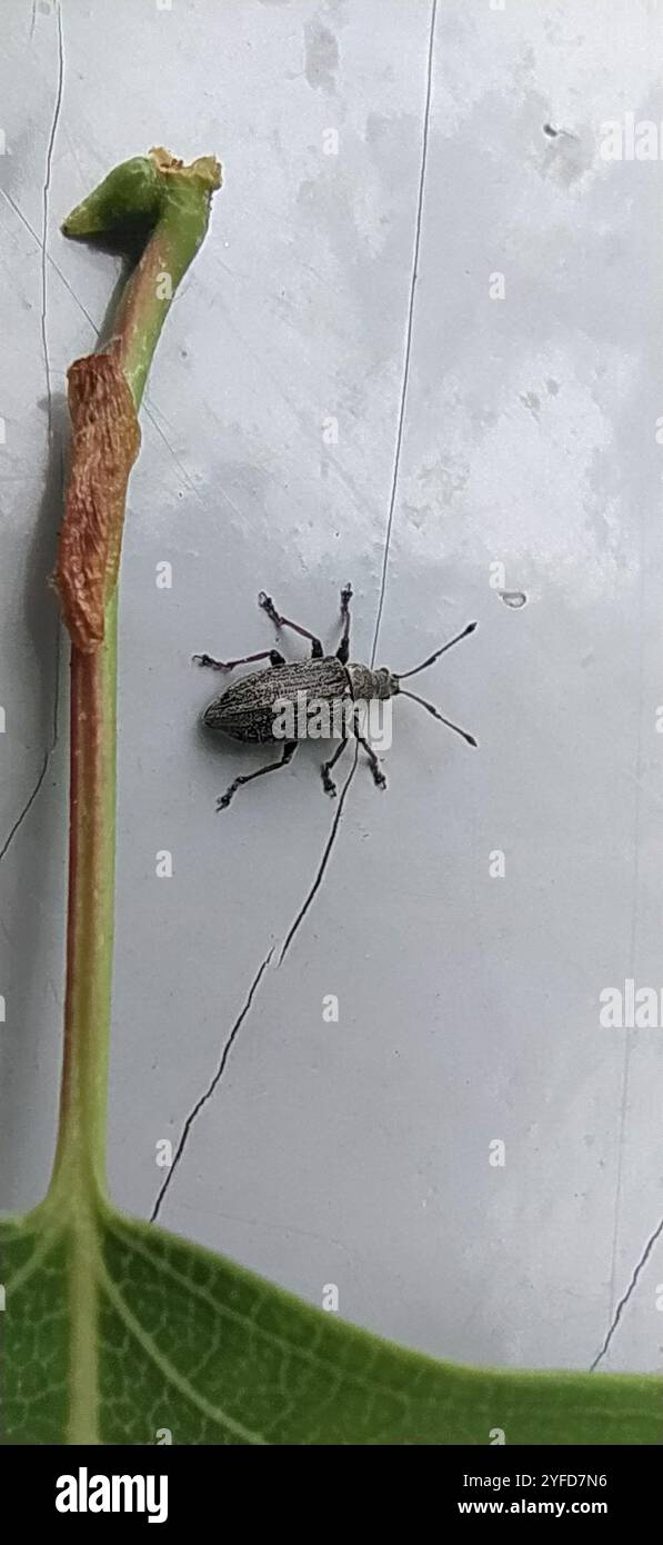 Common Leaf Weevil (Phyllobius pyri Stock Photo - Alamy