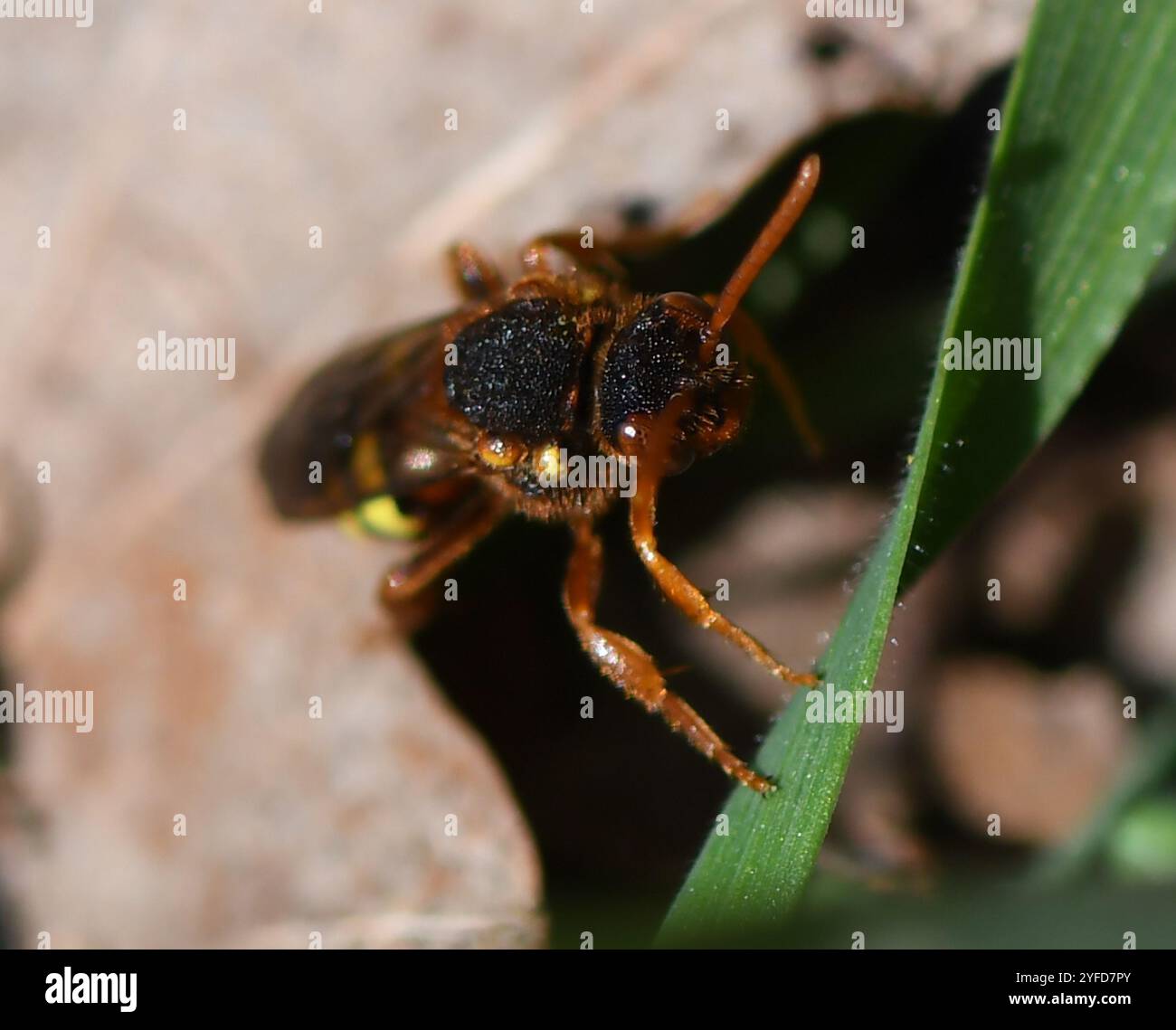 Nomad Bees (Nomada Stock Photo - Alamy