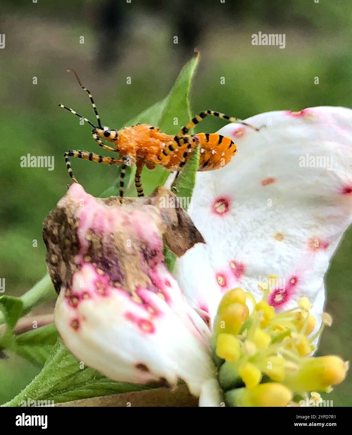 Orange Assassin Bug (Pselliopus barberi Stock Photo - Alamy