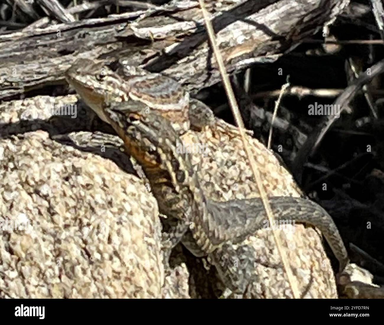 Western Side-blotched Lizard (Uta stansburiana elegans Stock Photo - Alamy