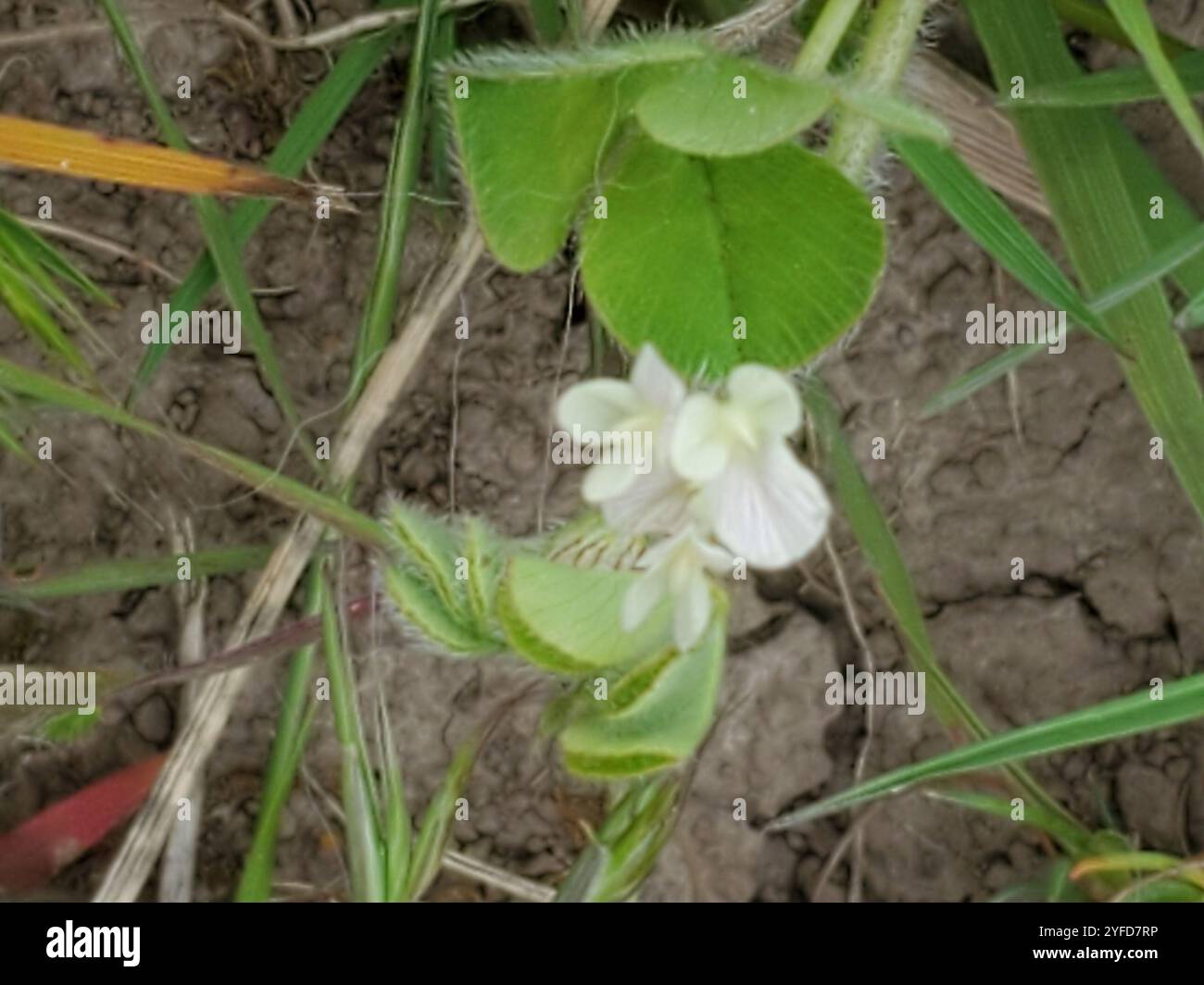 Subterranean Clover (Trifolium subterraneum Stock Photo - Alamy