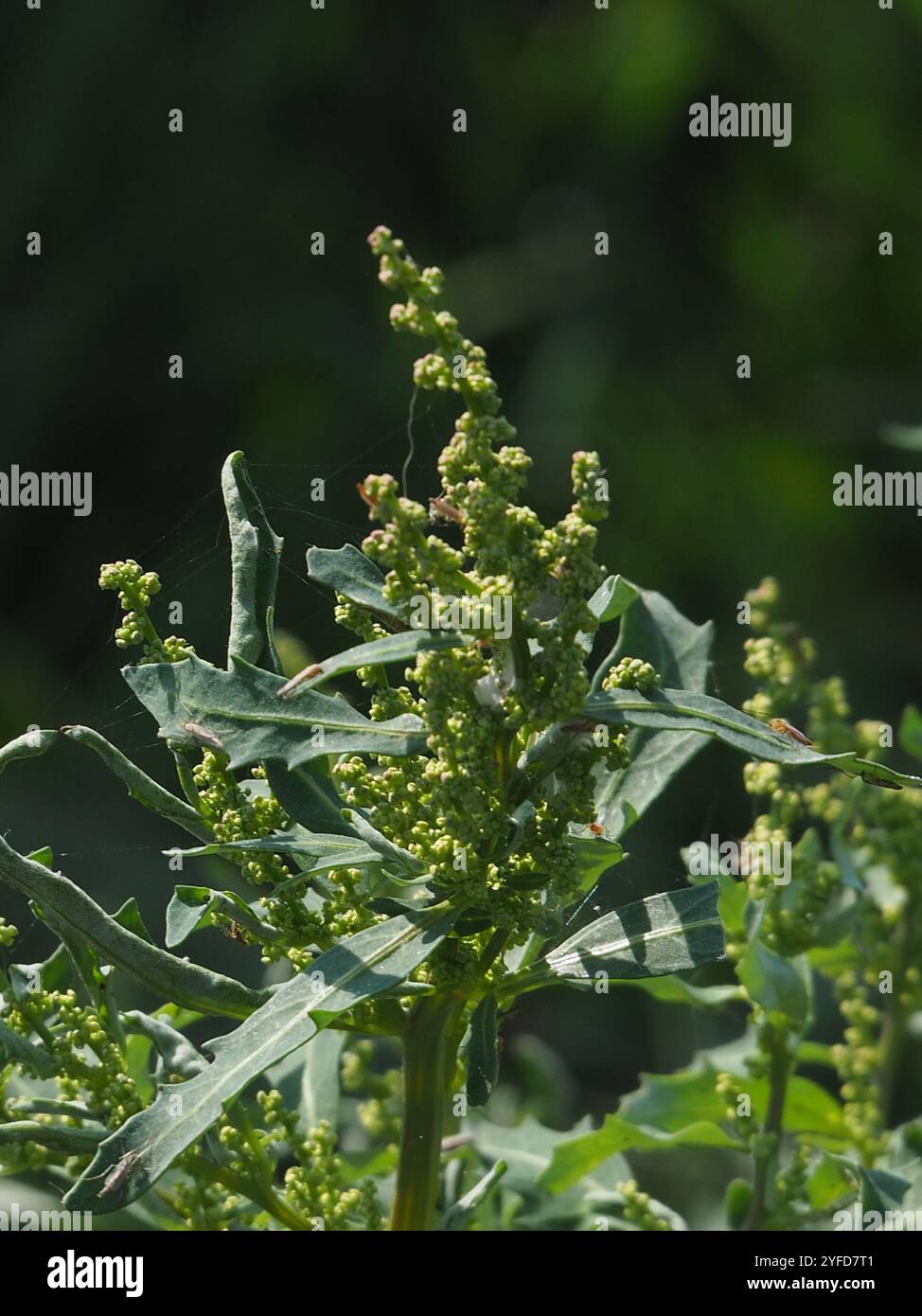 oak-leaved goosefoot (Oxybasis glauca Stock Photo - Alamy