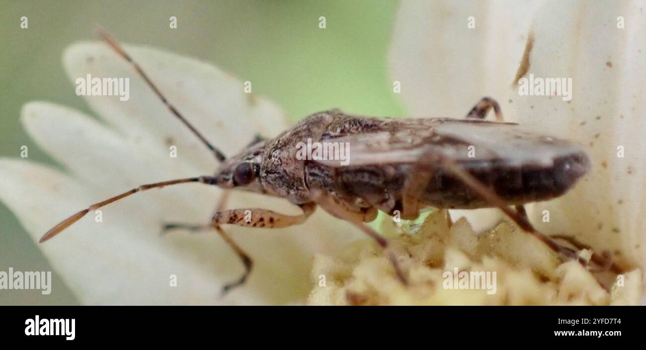 False chinch bugs hi-res stock photography and images - Alamy