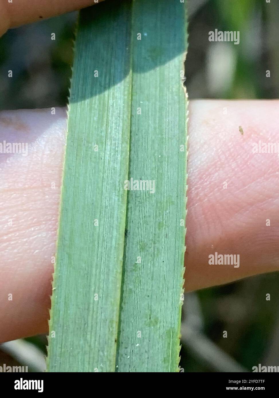 Jamaica swamp sawgrass (Cladium mariscus jamaicense Stock Photo - Alamy
