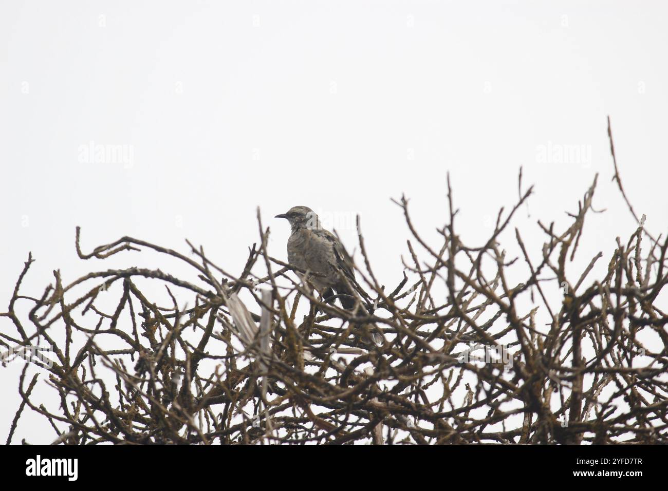 Long-tailed Mockingbird (Mimus longicaudatus Stock Photo - Alamy