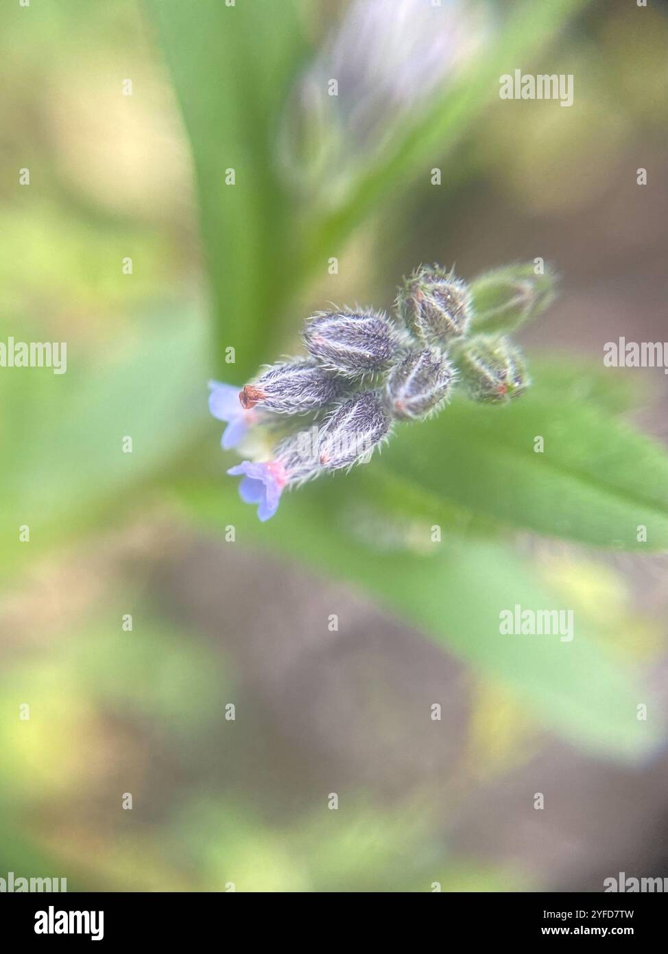 Changing Forget-me-not (Myosotis discolor Stock Photo - Alamy