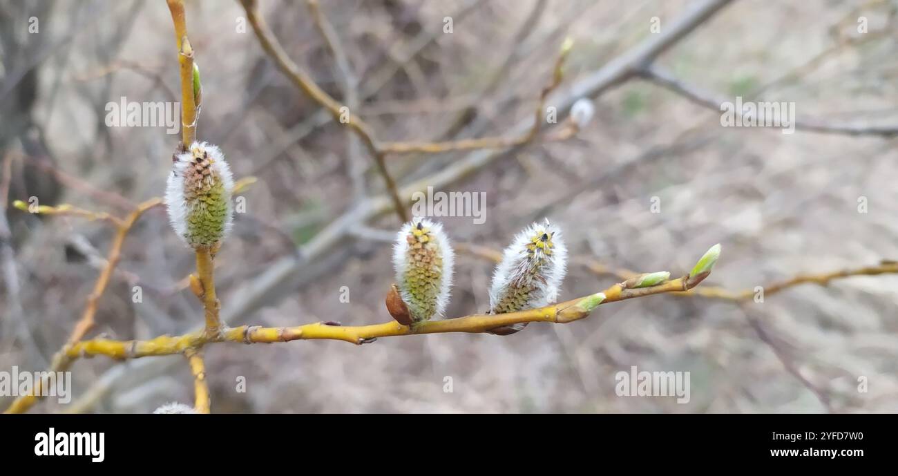 goat willow (Salix caprea Stock Photo - Alamy