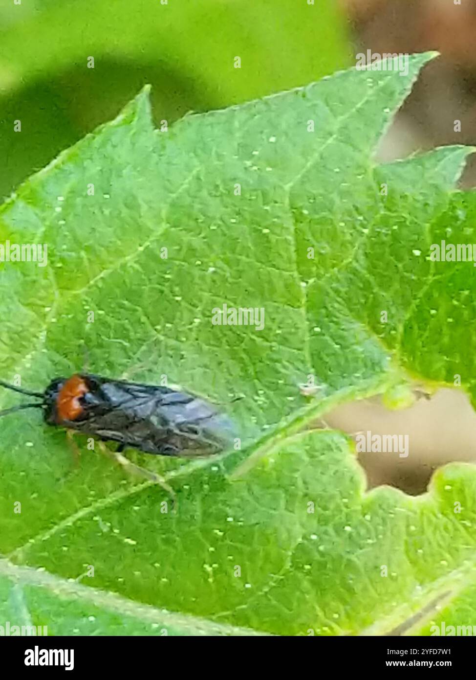 Common Sawflies (Tenthredinidae Stock Photo - Alamy