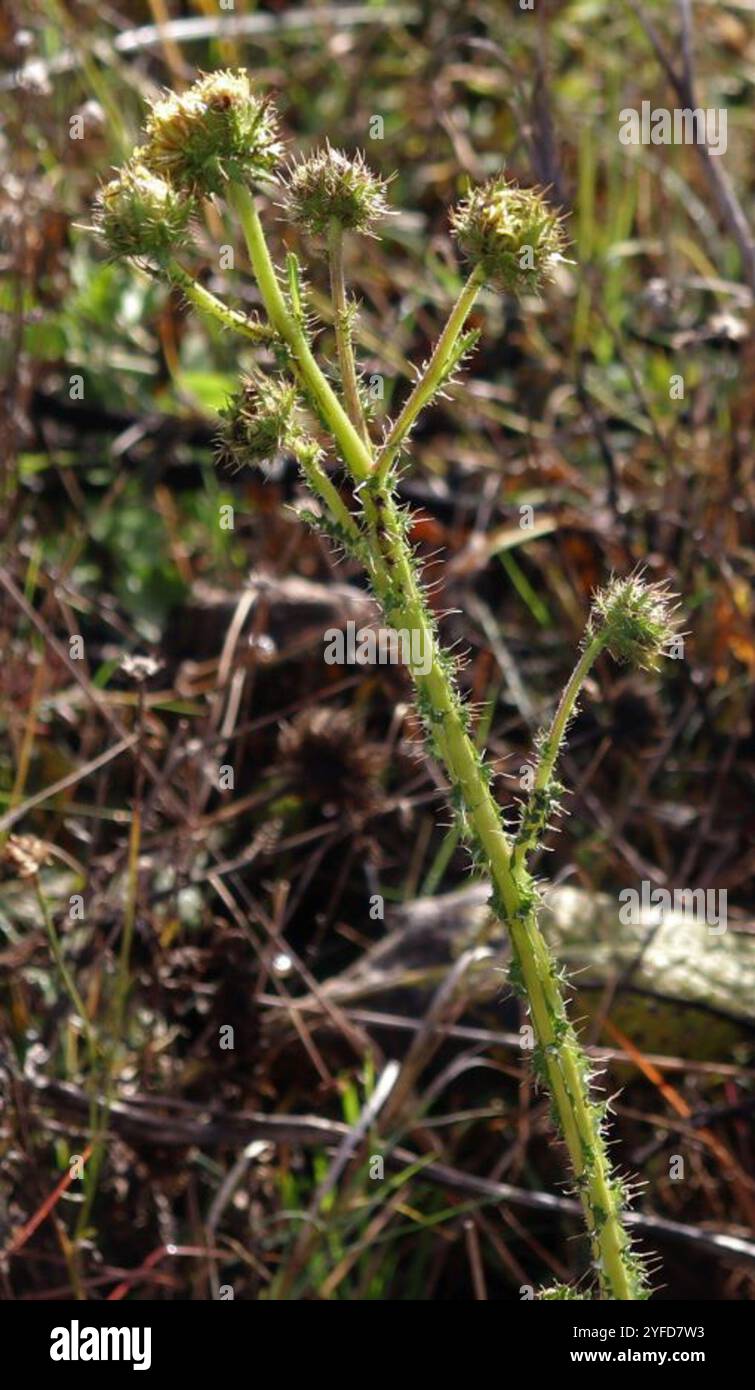 Rasp African Thistle (Berkheya radula Stock Photo - Alamy