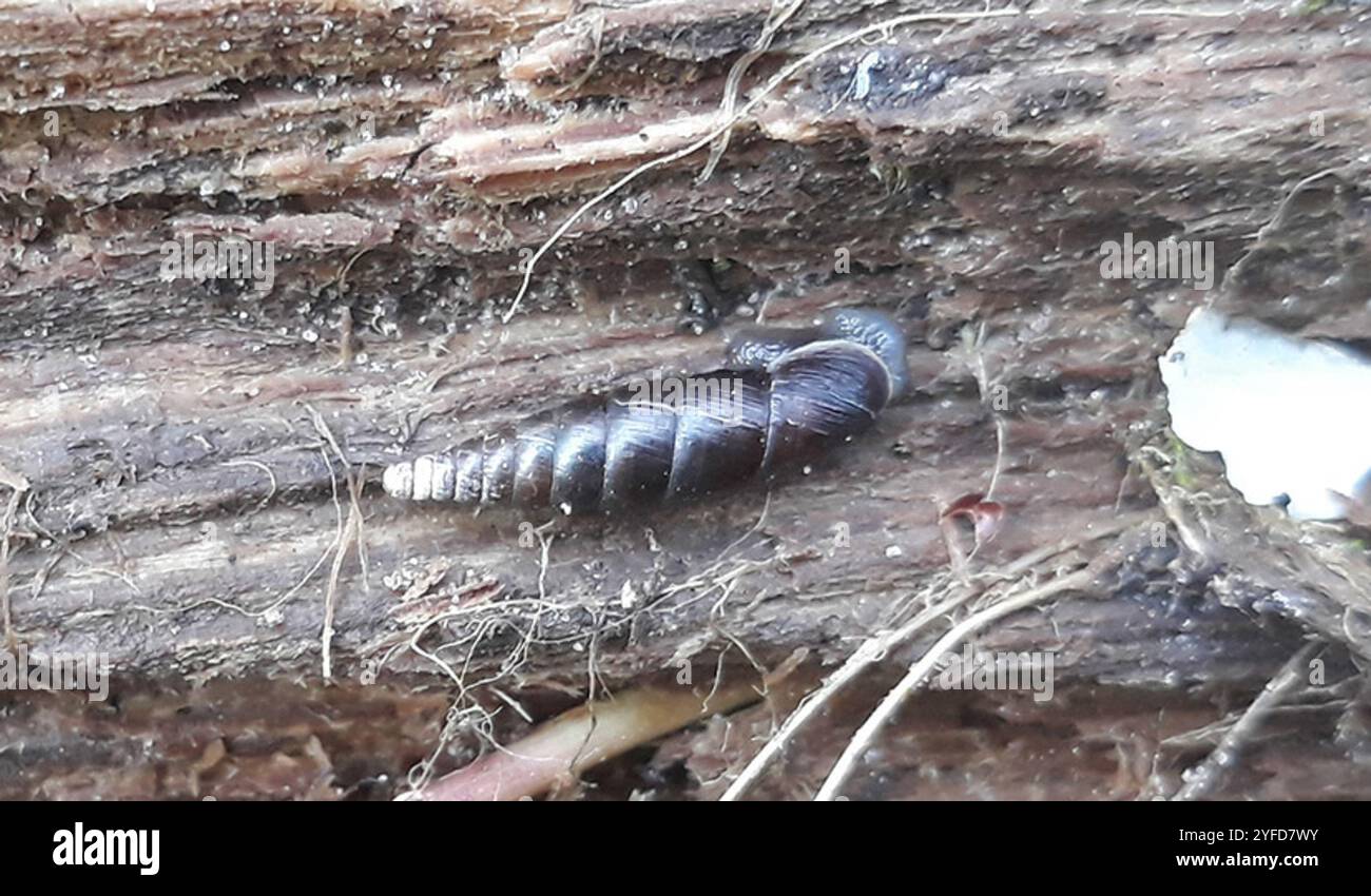 Plaited door snail hi-res stock photography and images - Alamy