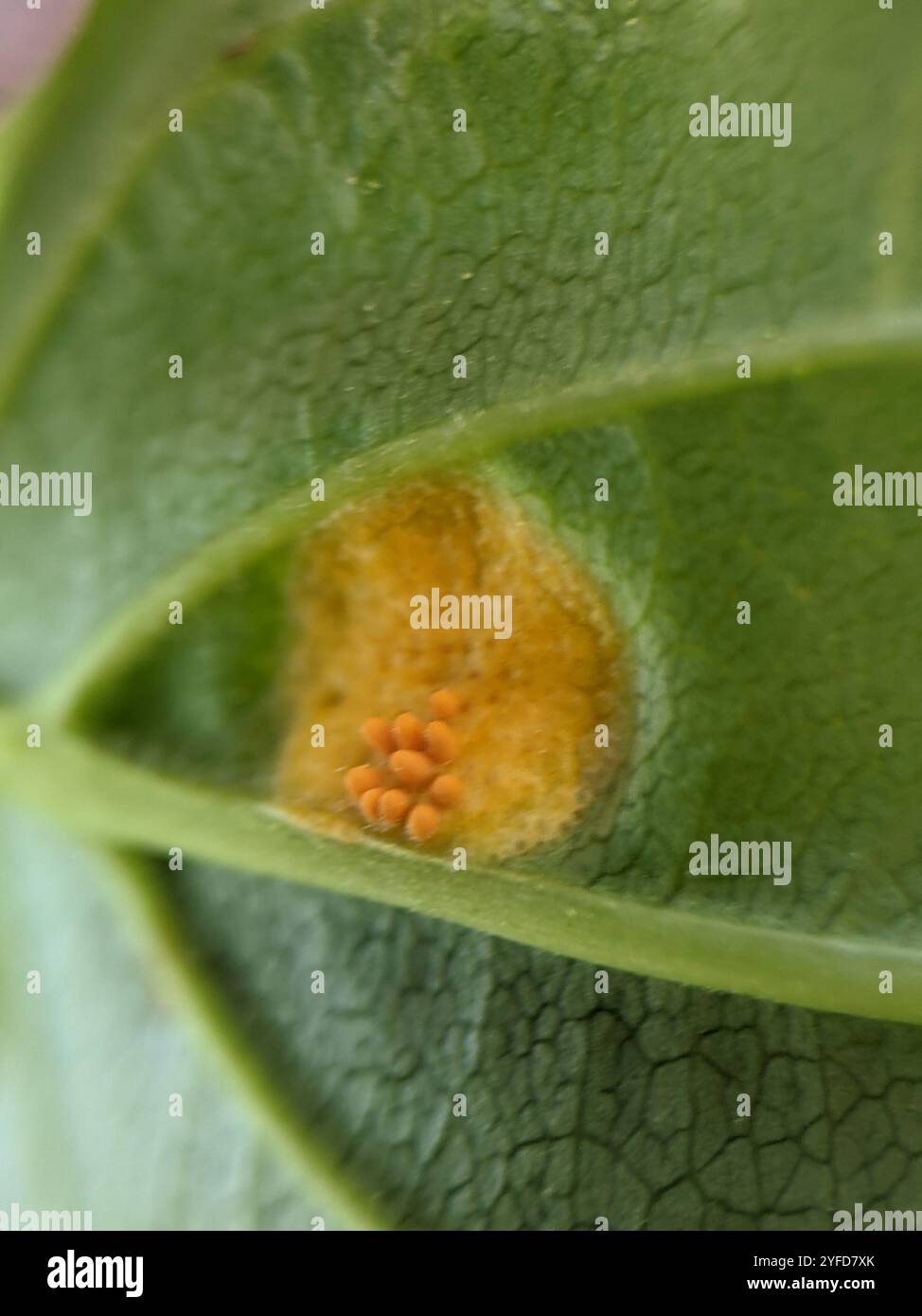 Crown Rust (Puccinia coronata Stock Photo - Alamy