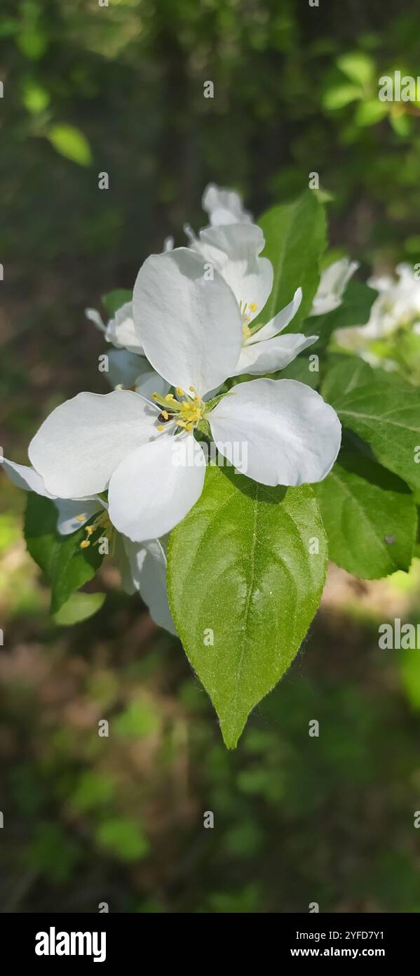 Siberian crabapple (Malus baccata Stock Photo - Alamy
