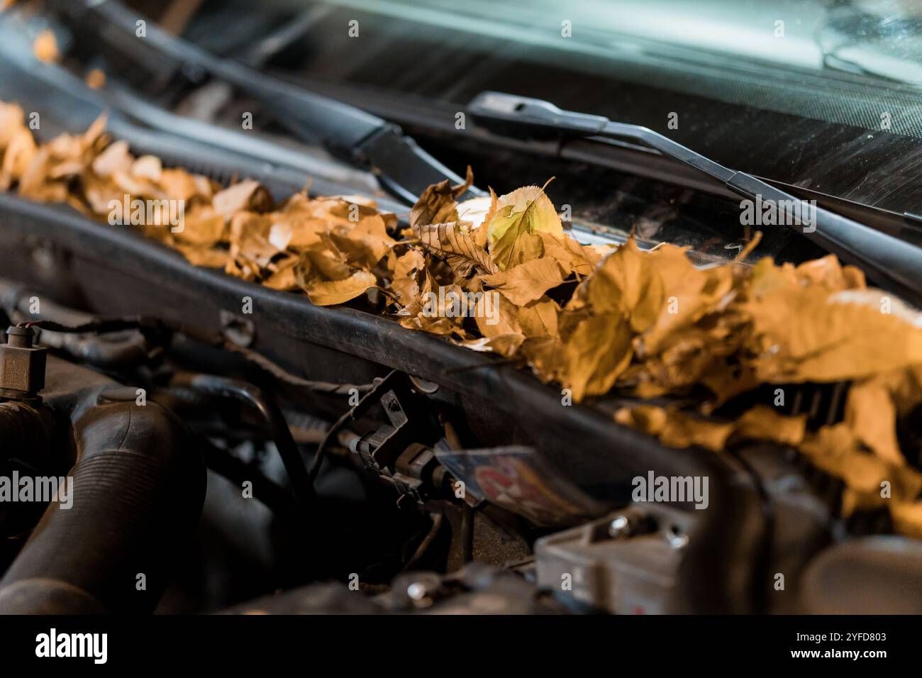 Car Dashboard Accumulated with Autumn Leaves and Dust Particles Stock ...