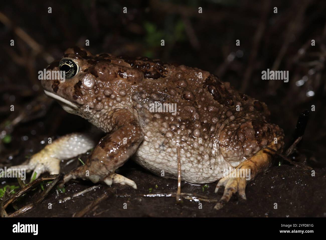 Sand Toad (Vandijkophrynus angusticeps Stock Photo - Alamy