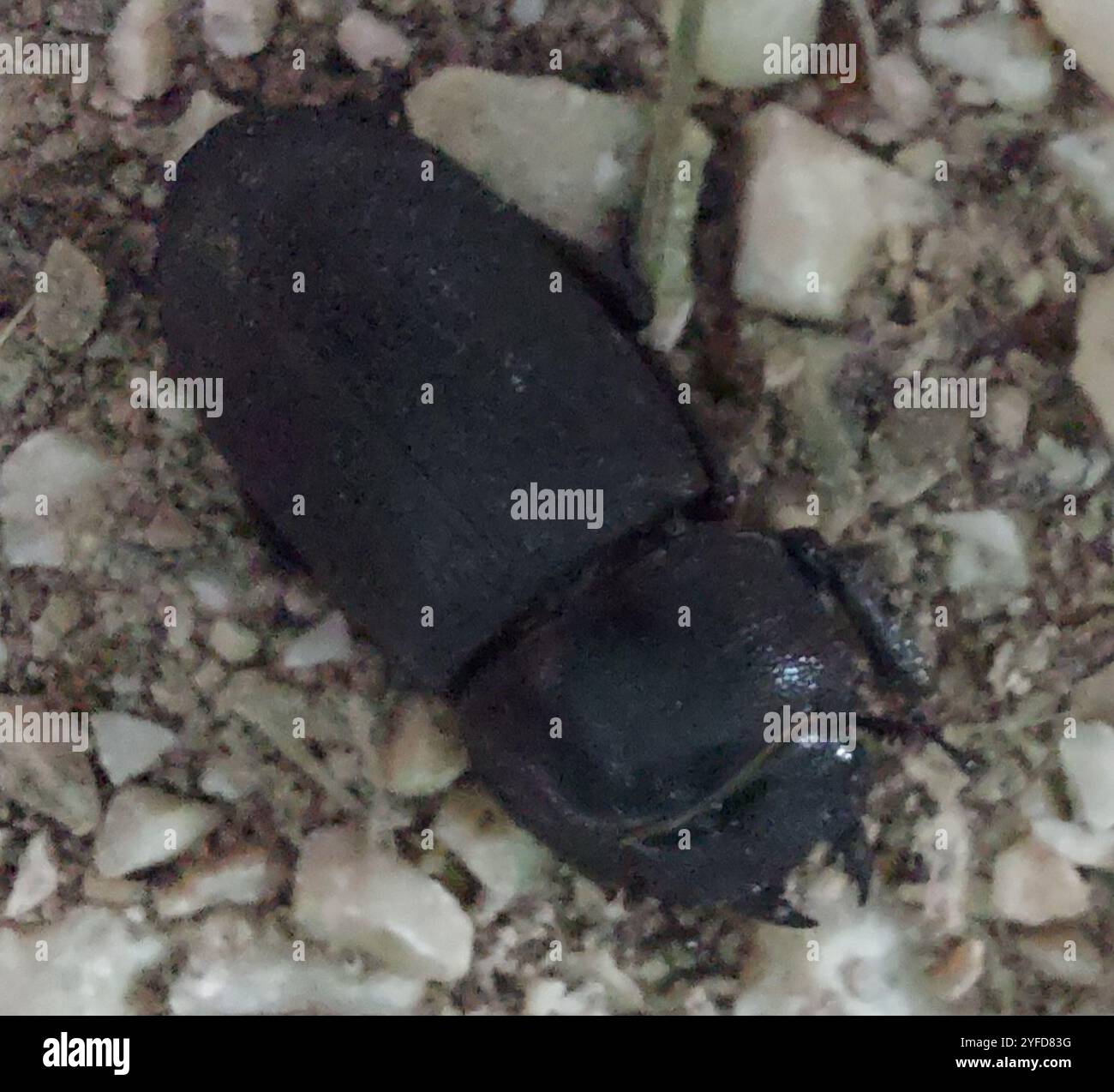 Lesser Stag Beetle (Dorcus parallelipipedus Stock Photo - Alamy