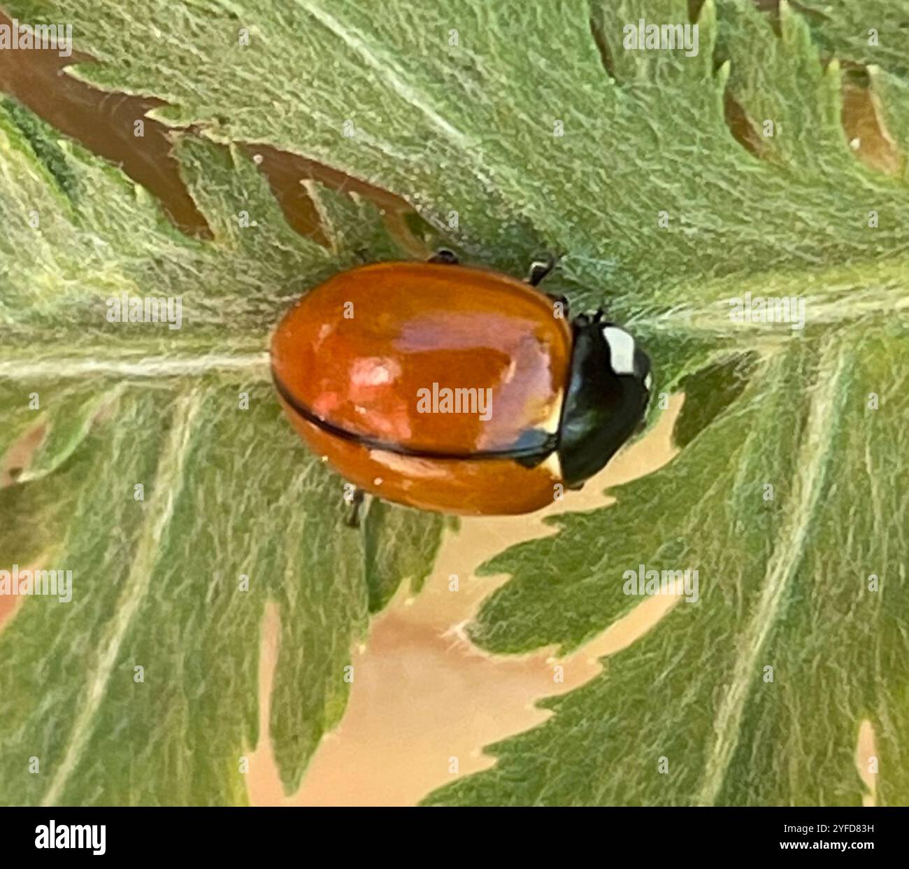 California Lady Beetle (Coccinella californica Stock Photo - Alamy