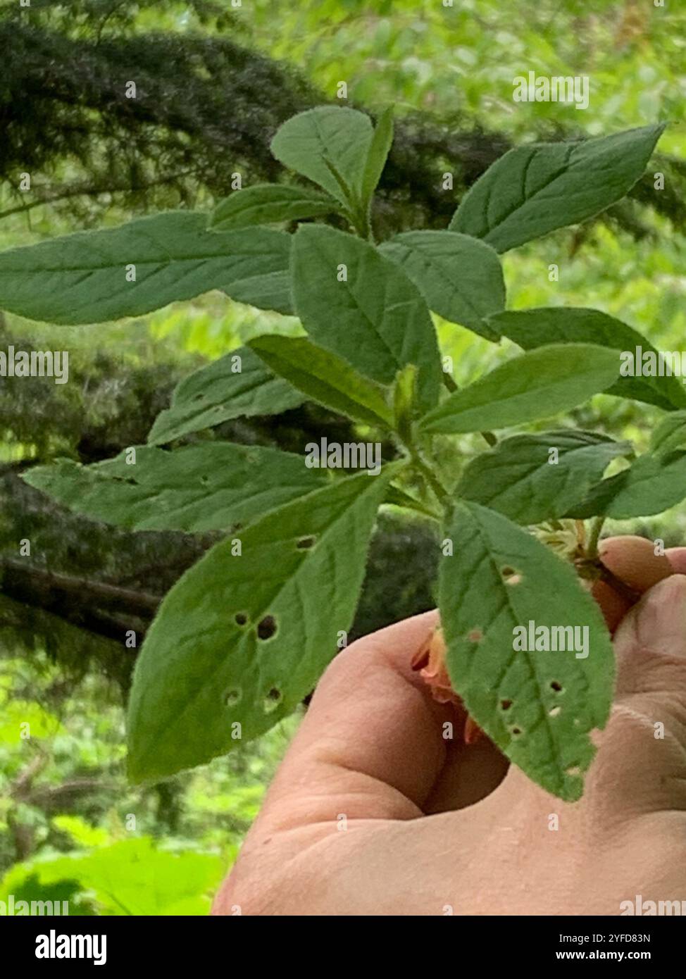 mock azalea (Rhododendron menziesii Stock Photo - Alamy