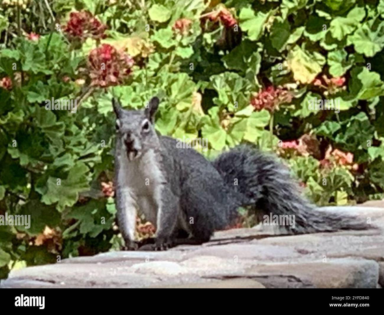 Western Gray Squirrel (Sciurus griseus Stock Photo - Alamy