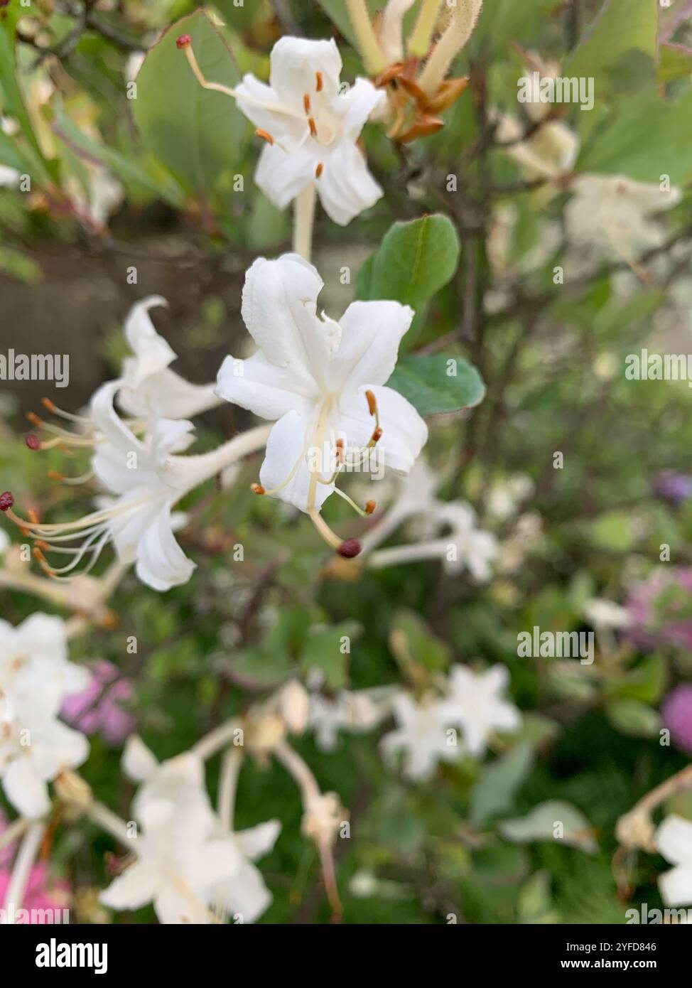 Mountain Azalea (Rhododendron canescens Stock Photo - Alamy