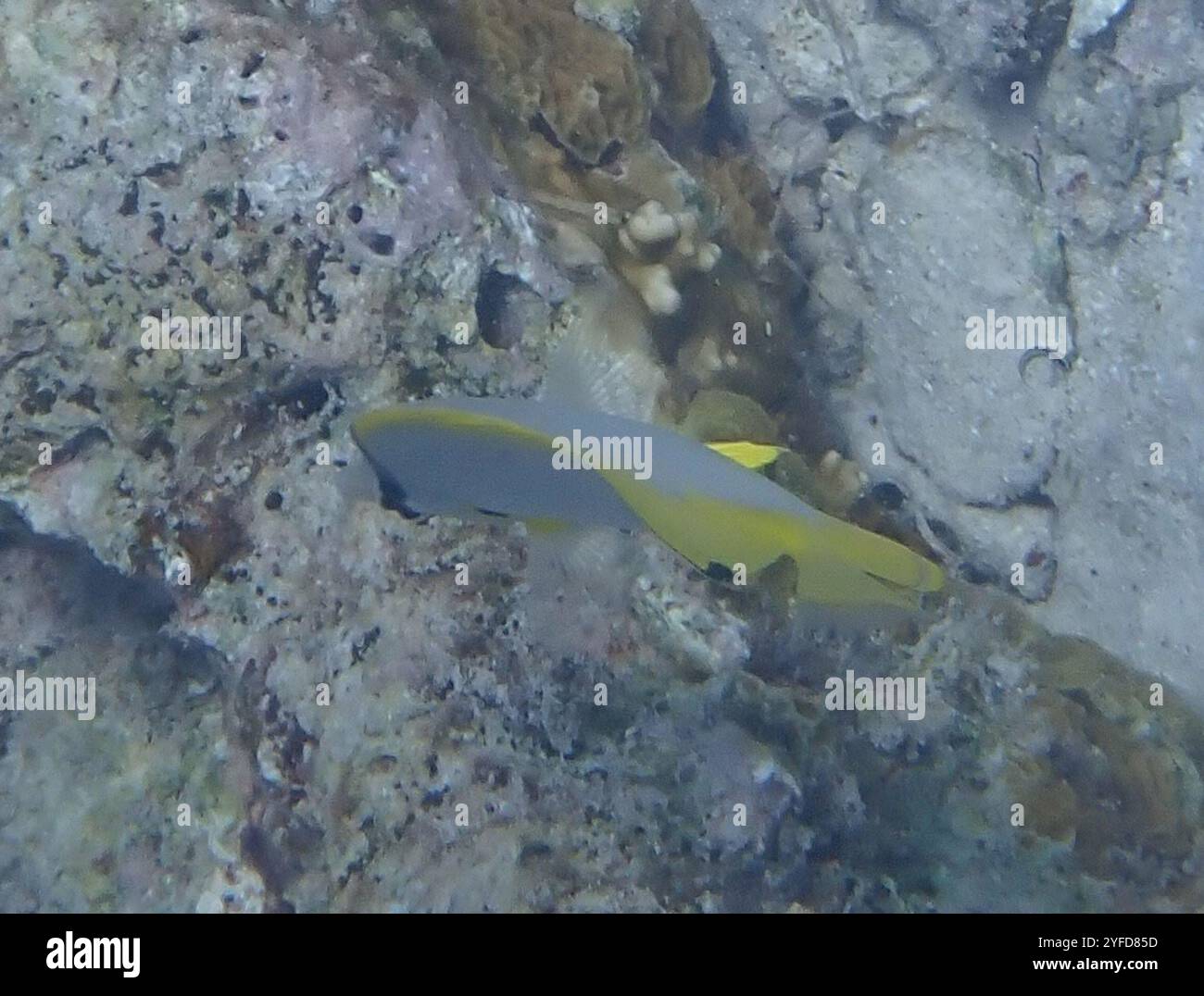 Spotfin Butterflyfish (Chaetodon ocellatus Stock Photo - Alamy