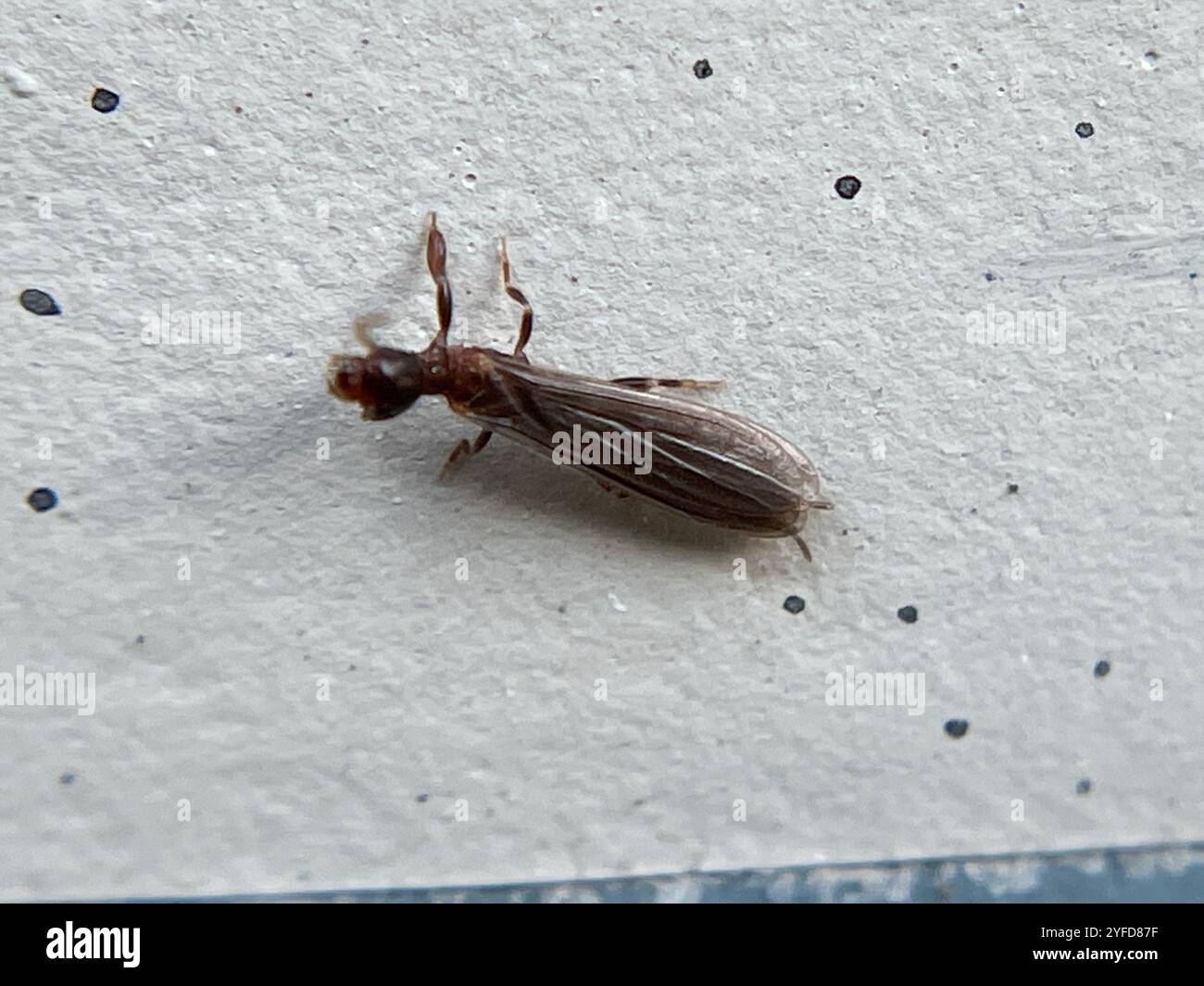 Embioptera hi-res stock photography and images - Alamy