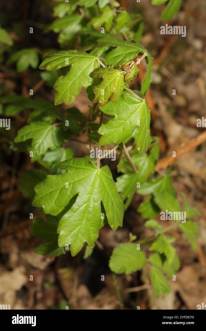field maple (Acer campestre Stock Photo - Alamy