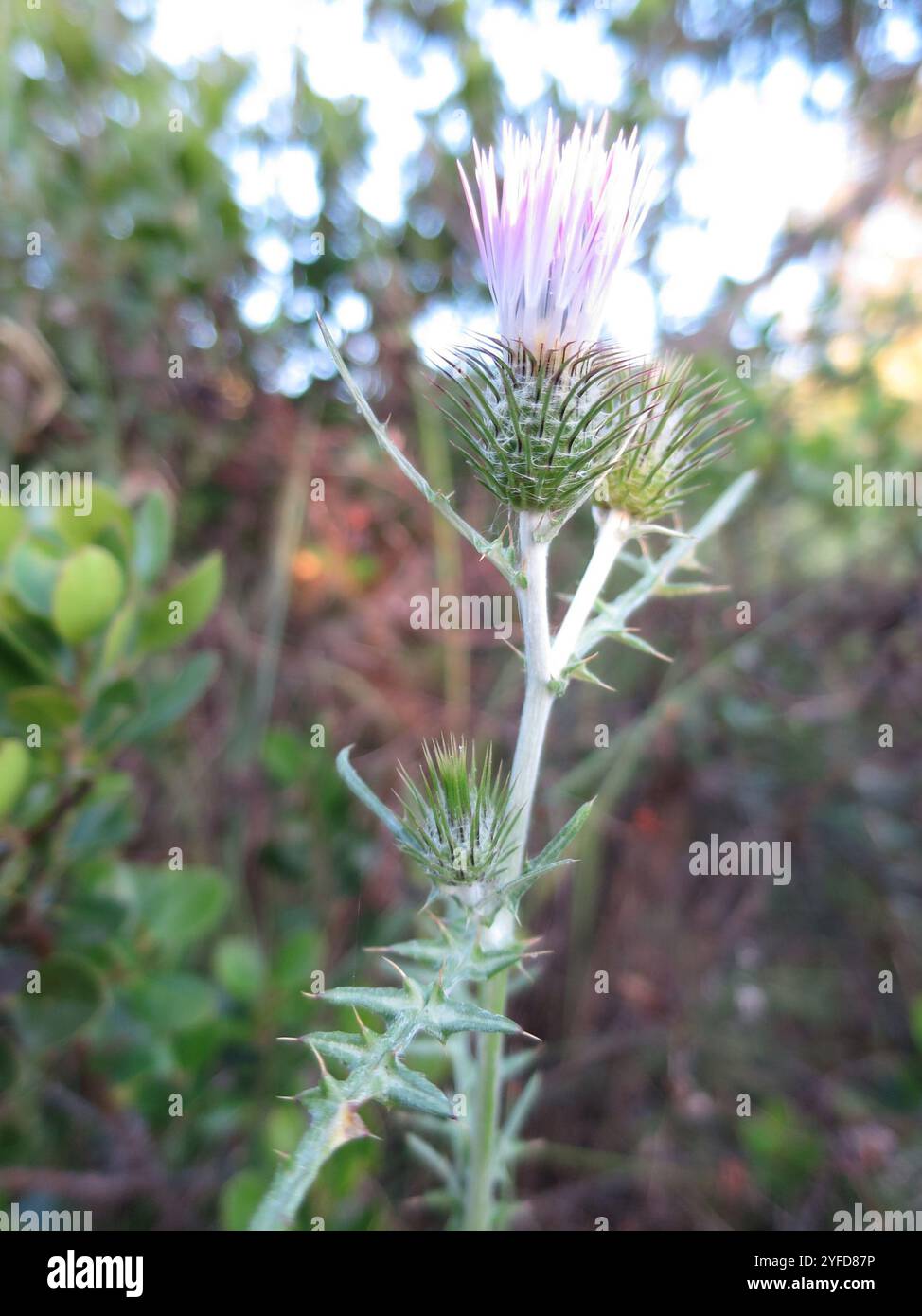 Boar Thistle (Galactites tomentosus Stock Photo - Alamy