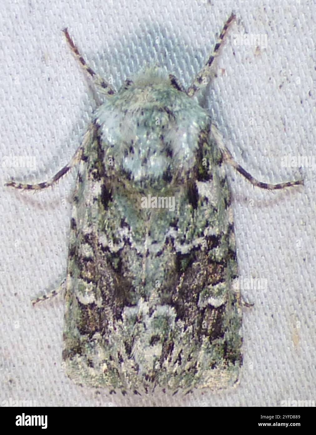 Laudable Arches (Lacinipolia laudabilis Stock Photo - Alamy