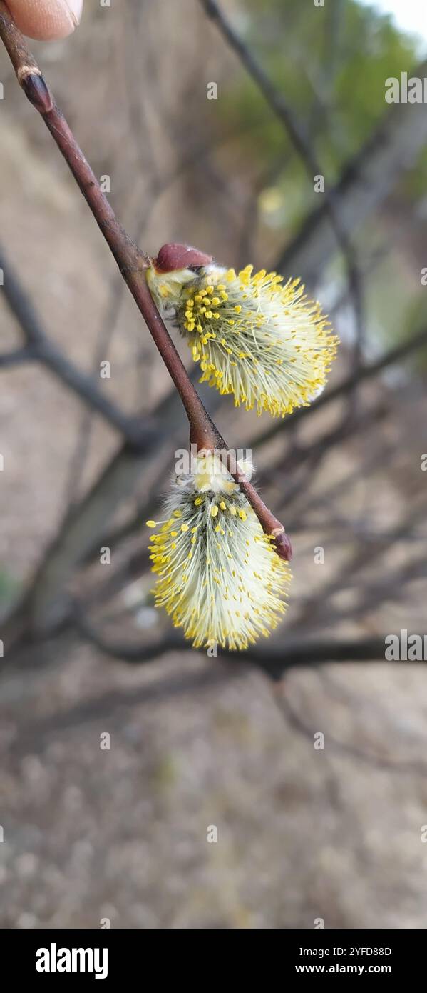 goat willow (Salix caprea Stock Photo - Alamy