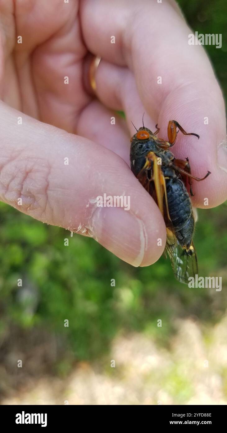 Cassin's 17-year Cicada (Magicicada cassinii Stock Photo - Alamy